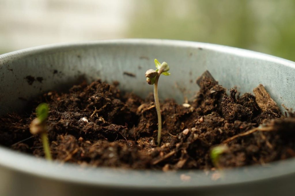 The Best Techniques for Germinating Cannabis Seeds - 420 Gas House